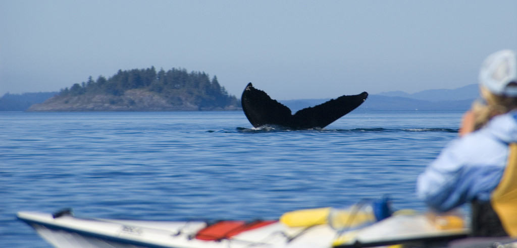 arndnp queen charlotte islands hadia gwaii windy bay visitor views huge ...